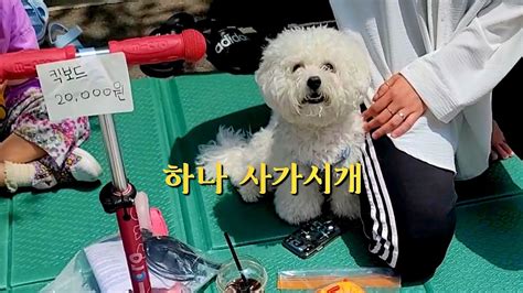 강아지랑 벼룩시장 체험 물건 구경하기 Youtube