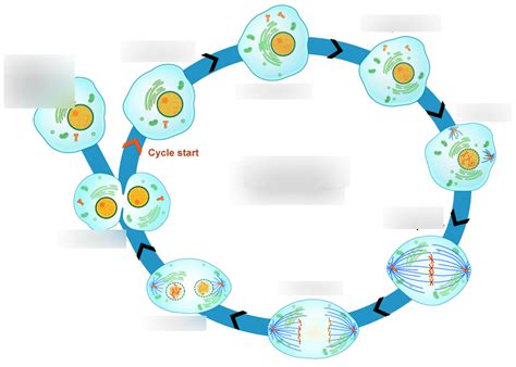 Interphase G1 Diagram