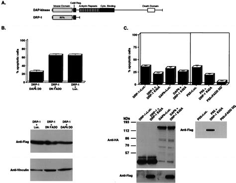 Death Protection Assays A Schematic Representation Of Drp 1 And Dap