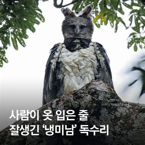 사람이 옷 입은 줄 잘생긴 냉미남 독수리 네이버 포스트