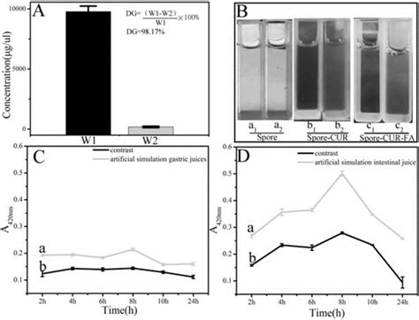 Probiotics Folic Acid Targeting Carrier Carrying Anti Cancer Medicament Curcumin And Preparation