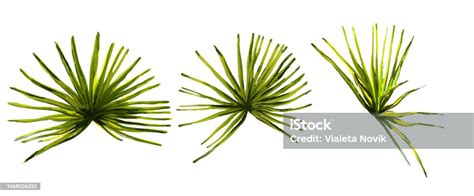 열대 잎 벡터 녹색 야자 잎 손으로 그린 이국적인 식물의 실루엣입니다 흰색 배경에 격리된 식물 요소 여름 단풍 하와이 수채화 벡터 열대 나뭇잎 빈티지 팜 0명에 대한 스톡