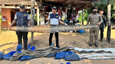 Thai Authorities Seize Illegal Python Skins And Carcasses In Phichit Raid Thailandtv News