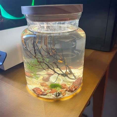 Large Shrimp Ecosphere Closed Aquatic Ecosystem Glass Natural