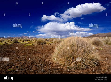 Peruvian Feathergrass Stipa Ichu Against A Cloudy Sky Sajama