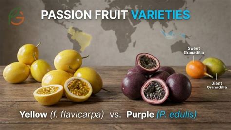 Granadilla And Passion Fruit Differences And Types 24 July 2026