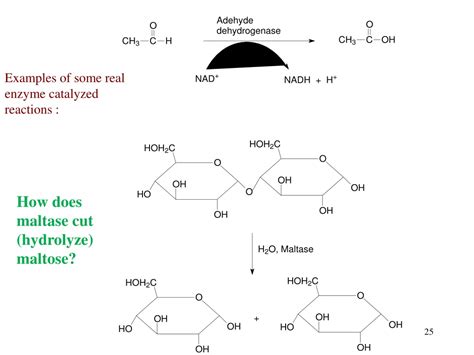 Ppt Amino Acids And Protein Structures Overview Powerpoint
