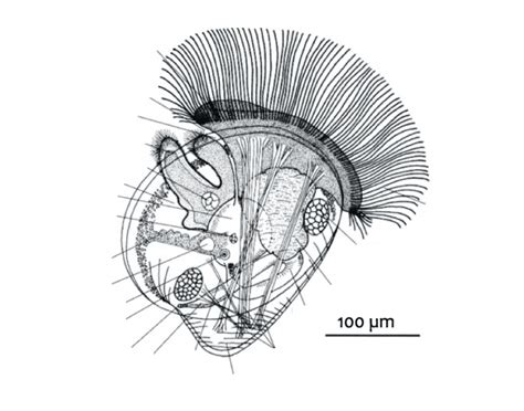 Anatomy Of Bivalve Larvae Quiz