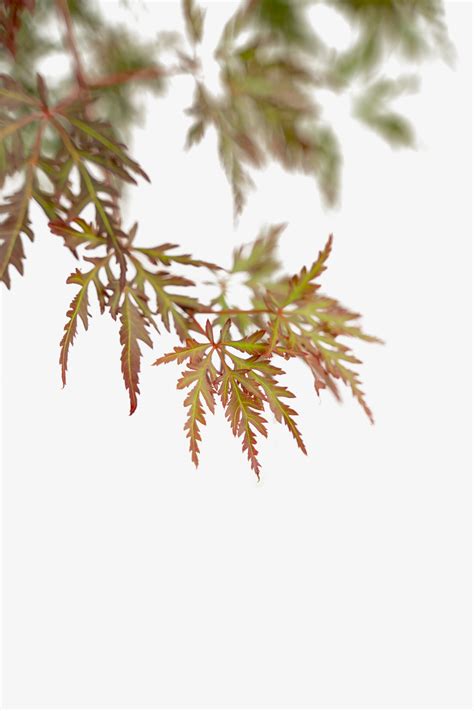 Buy Orangeola Japanese Maples Online Review And Purchase Guide For