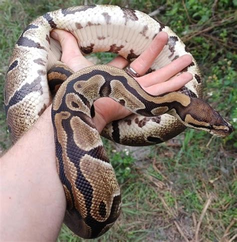 100 Het Clown 50 Het Hypo Ball Python