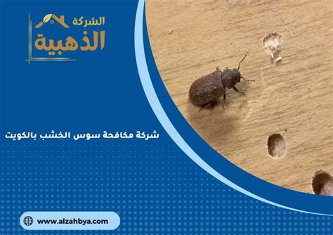 شركة مكافحة سوس الخشب بالكويت 55099149 اتصل الان الشركة الذهبية