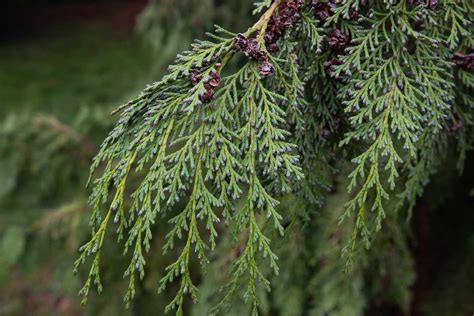 20 Best Types Of Weeping Trees