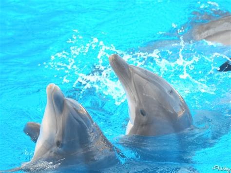 Man On Dolphin Sex Documentary Makes Big Splash At Film Festival The Frisky