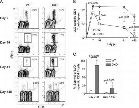 Aberrant Contraction Of Llo Specific Cd4 T Cells In Mice Lacking