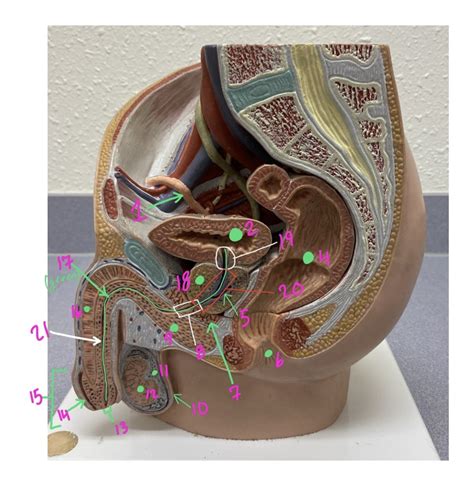 A P Lab Exam Diagram Diagram Quizlet