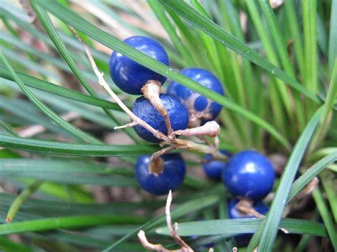 Ophiopogon Japonicus Nana Dwarf Lilyturf Nana Dwarf Mondo Grass Nana Japanese Lilyturf