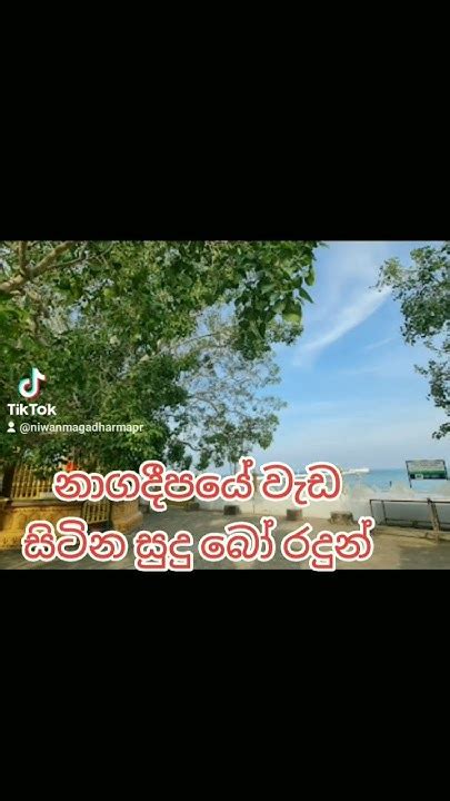 නාගදීපයේ වැඩ හිඳිනා සුදු බෝ රදුන් Youtube