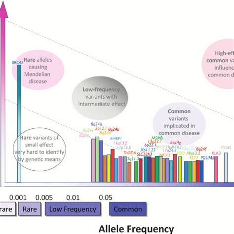Allele Frequency And Effect Sizes For Genetic Variants Associated With Download Scientific