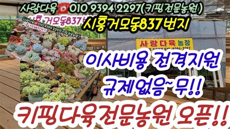 경기도시흥에 키핑다육전문농원오픈 이사비용전격지원모든규제무외부자유구매가능개인다육판매가능 Youtube