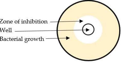 Schematic Representation Of Agar Diffusion Method The Agar
