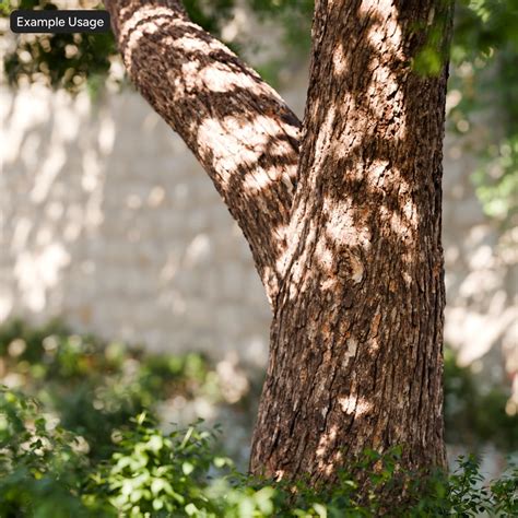Rough Hardwood Bark Texture Brown Poliigon