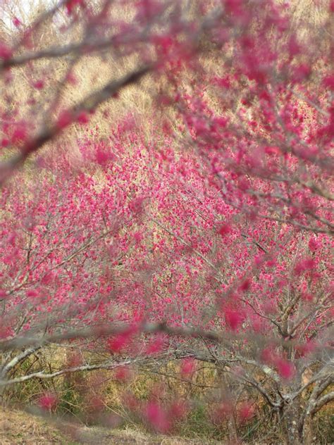 一関市花泉町 高倉山公園の紅梅 オリーブ色の文庫堂
