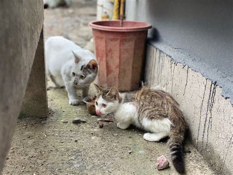 怎么判断流浪猫是否渴望被收养呢？可以通过这些行为判断 喵百科 上亦科技