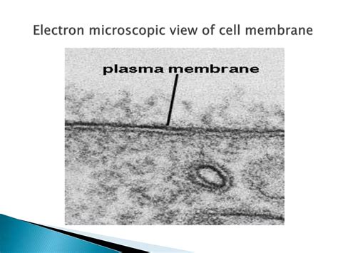 Cell Membrane Pptx