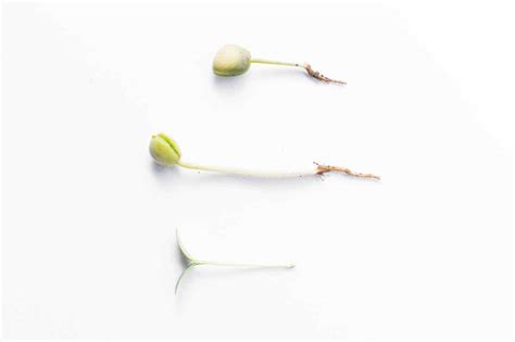 Testing Seed Viability All About The Garden