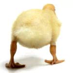 Duck PFP