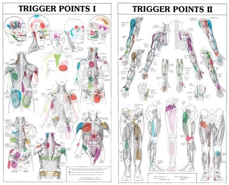 Trigger Points I And Ii Trigger Points Physiotherapy Trigger Point
