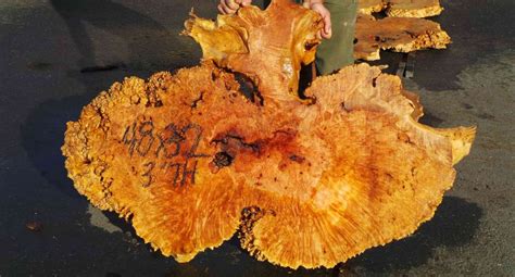 Burl Wood Redwood Burl Maple Burl Walnut Burl Wood