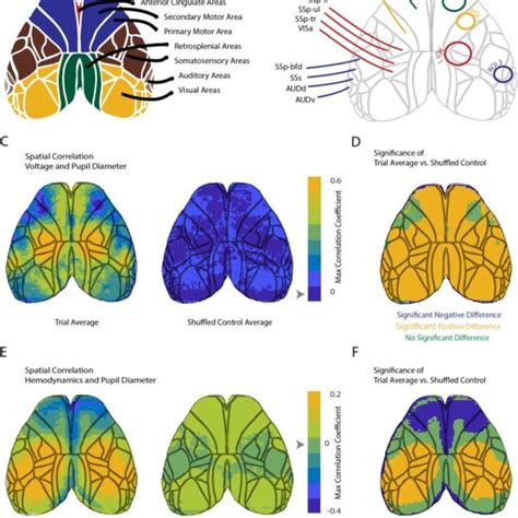 Supplement 1 Region Dependent Cross Correlation Of Pupil Diameter To