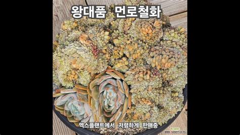 먼로철화 다육이 다육식물 다육 Succulent 多肉植物 다육싸게파는곳 엑스플랜트 Youtube