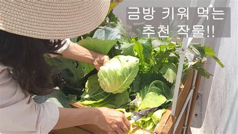 도시농부 꽃님이 옥상텃밭 추천작물 금방 키워 먹는 양배추 Youtube