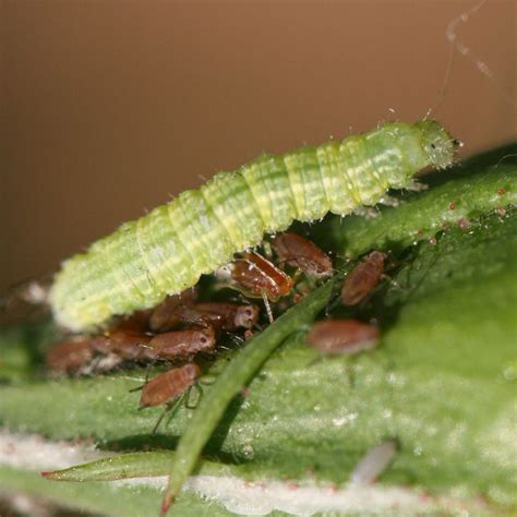 Winter Moth Caterpillar