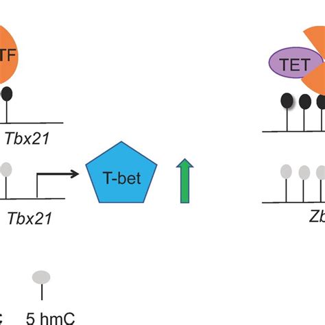 Tet Proteins In Inkt Cell Development Tet Proteins By Interacting