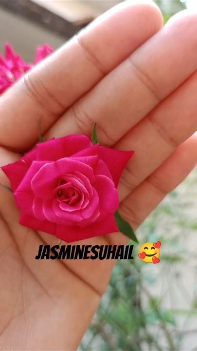 Rose Flower Red ഞാനൊരു പൂവിൻ മൊട്ടല്ലേ🥰🥰🥰🌹🌹🌹🌹 Youtube