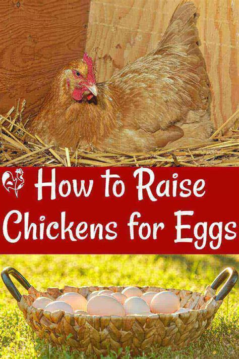 Hatching Chicken Eggs Your Guide To Days 1 7 Of Incubation