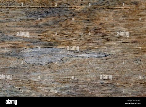 Macro Photography Of Different Textures Of Wood Produced Naturally By Fungi Marks Humidity