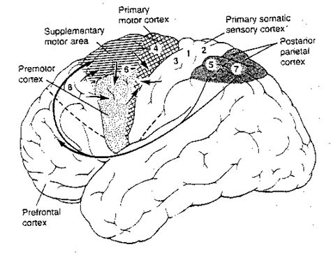 BASIC CEREBRAL CORTEX FUNCTION OTHER THAN VISION