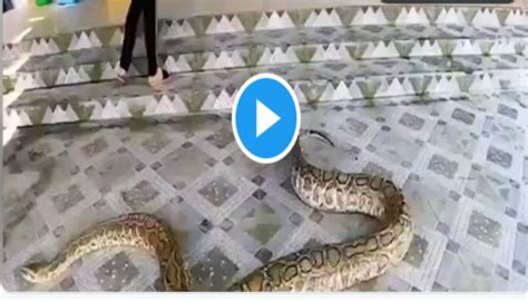 Woman And Python Shocking Videoಮನೆ ಬಾಗಿಲಲ್ಲಿ ರಕ್ಕಸ ಹೆಬ್ಬಾವು ಆಕೆ