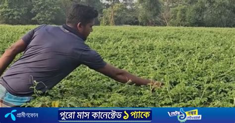করলা চাষে হাসি ফুটেছে চরের কৃষকদের । কৃষিকথা কালের কণ্ঠ । মাল্টিমিডিয়া। ভিডিও। কালের কণ্ঠ