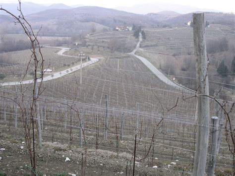 Impianto Vigneto