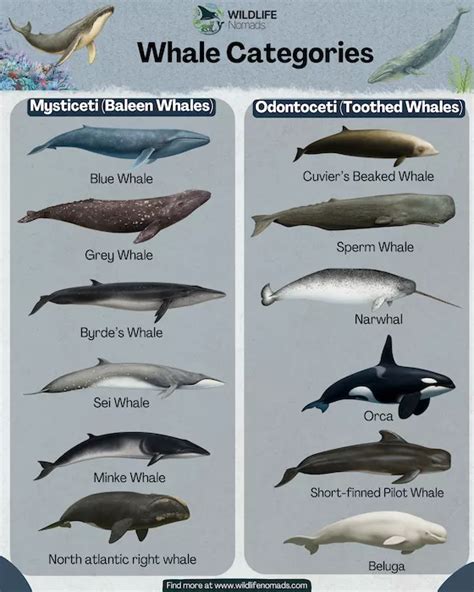Whale Species Artofit