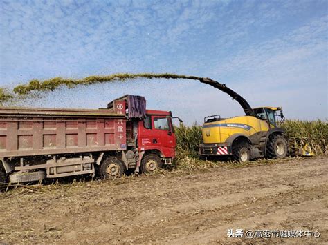 潍坊高密高质量完成粮改饲全年任务 发展 山东 结构