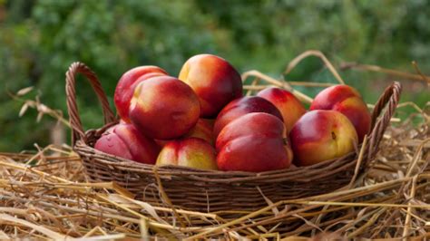 Nectarine Tree Care Essential Tips For Healthy Growth Gardenings Core