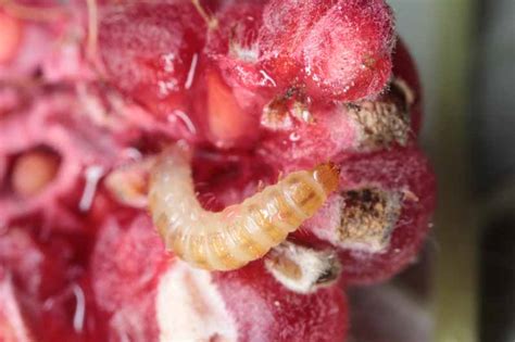 How To Control Raspberry Fruitworms Gardeners