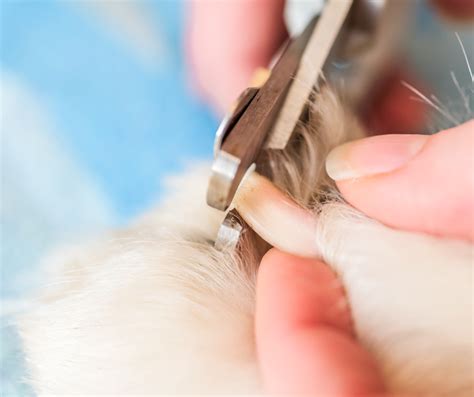 How To Cut Your Dogs Nails Properly Arrow T Pets