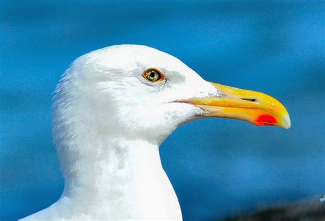 Free Images Beach Nature Ocean Bird Animal Seabird Seagull